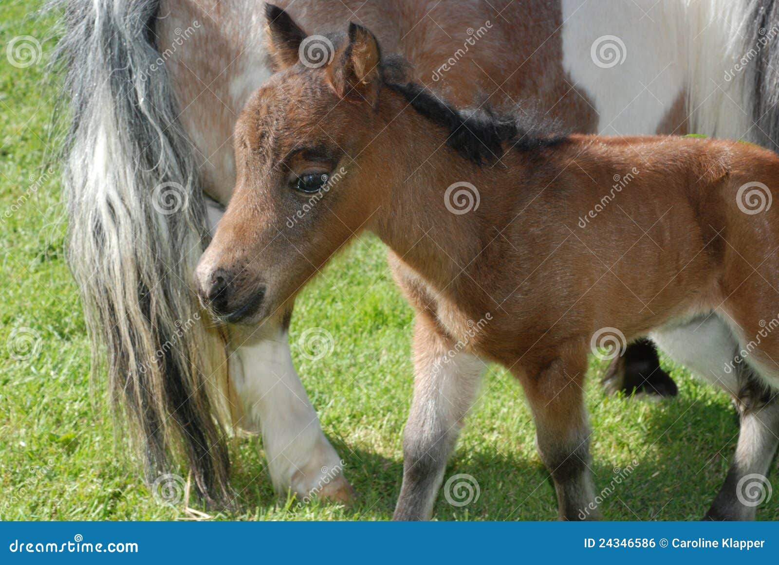Miniature Foal stock photo. Image of standing, tiny, healthy - 24346586