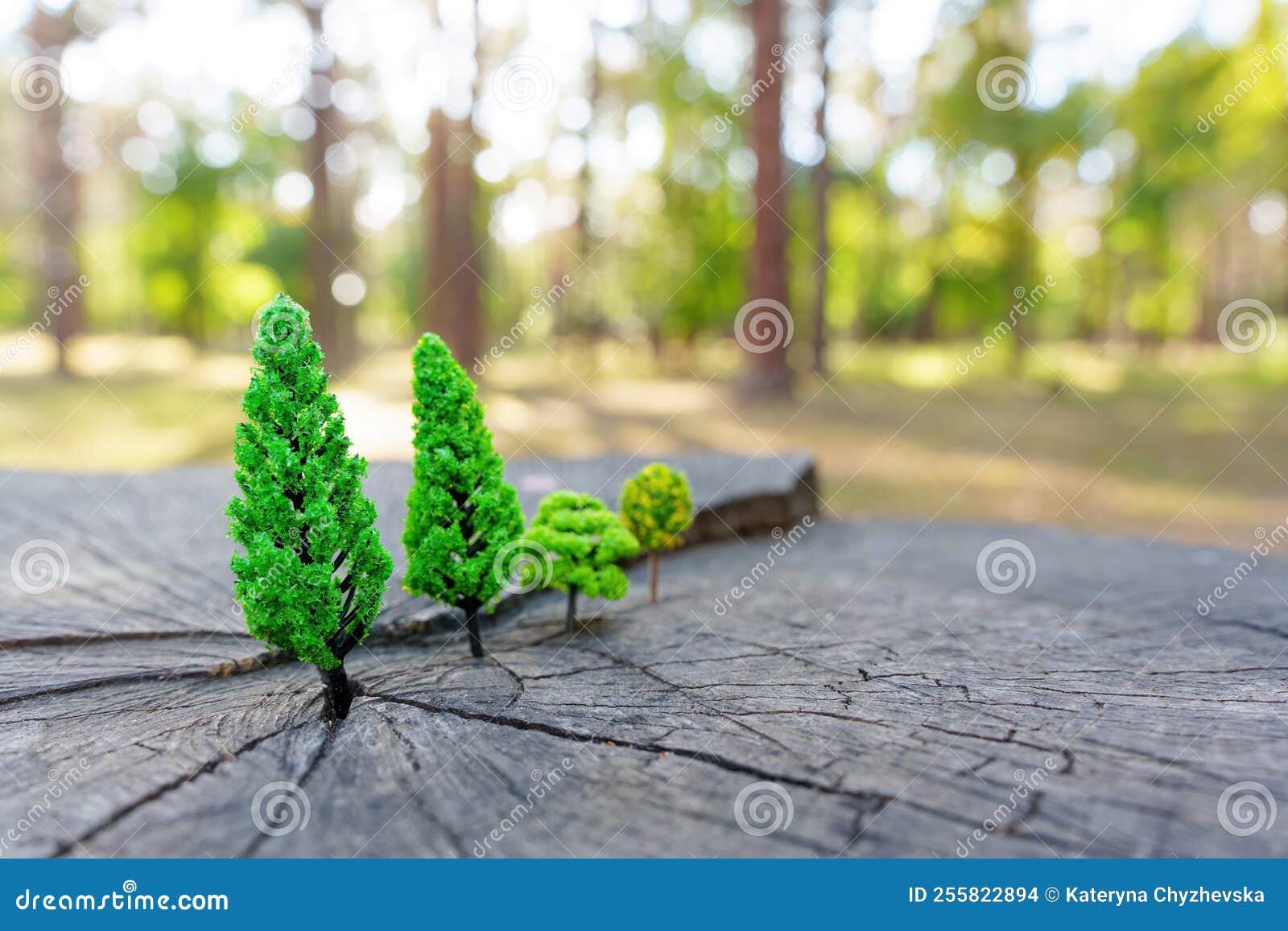 Miniature Forest Grows on a Tree Stump Outdoors Stock Photo - Image of ...