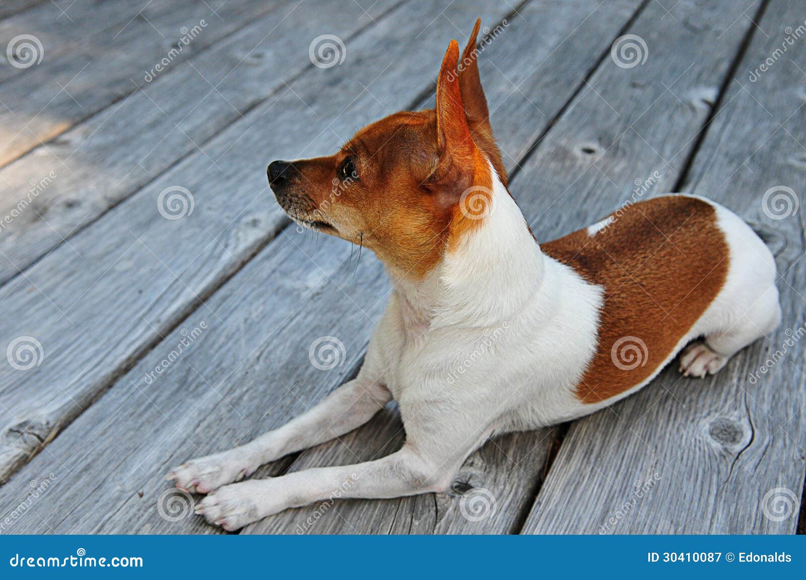 Miniature Fox Terrier stock image. Image of canine, white - 30410087