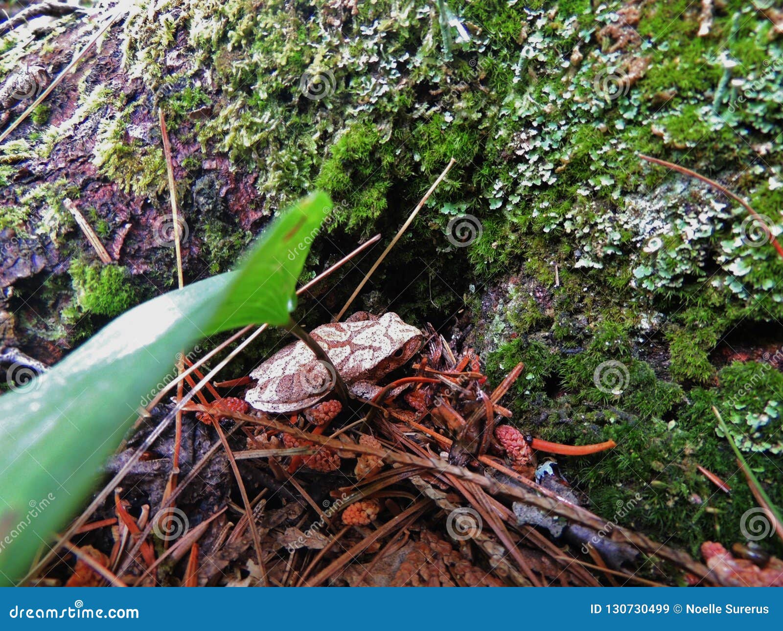 Miniature Frog by Tree Trunk in Forest Stock Image - Image of peeper ...