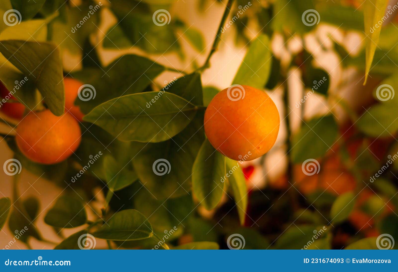 Miniature Fruits of a Citrus Tree Stock Image - Image of branch, citrus ...
