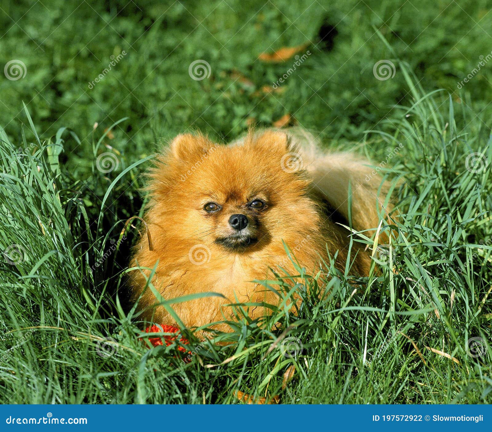 Miniature German Spitz Dog Laying on Grass Stock Photo - Image of ...