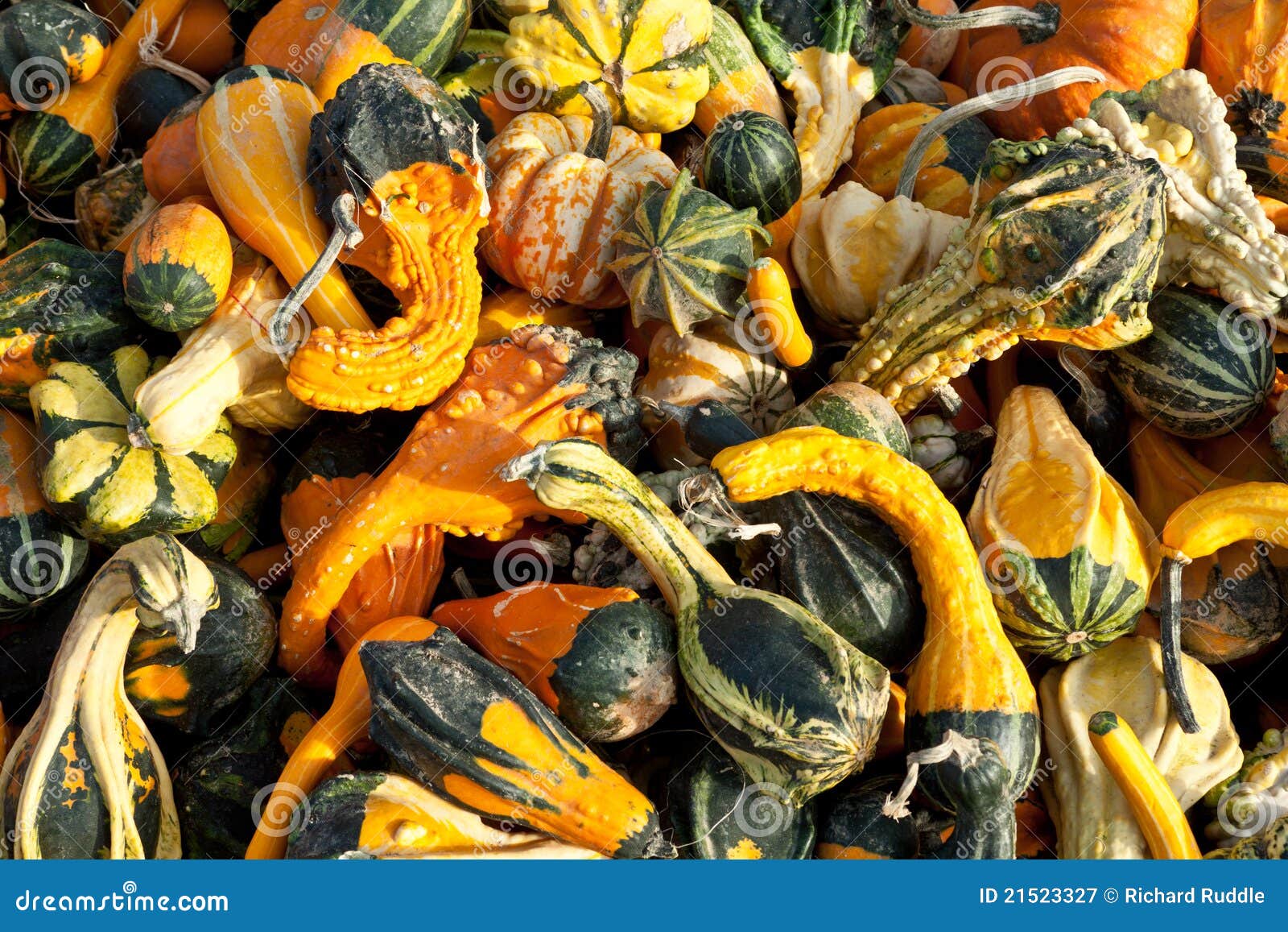 Miniature Gourds stock image. Image of harvest, november - 21523327
