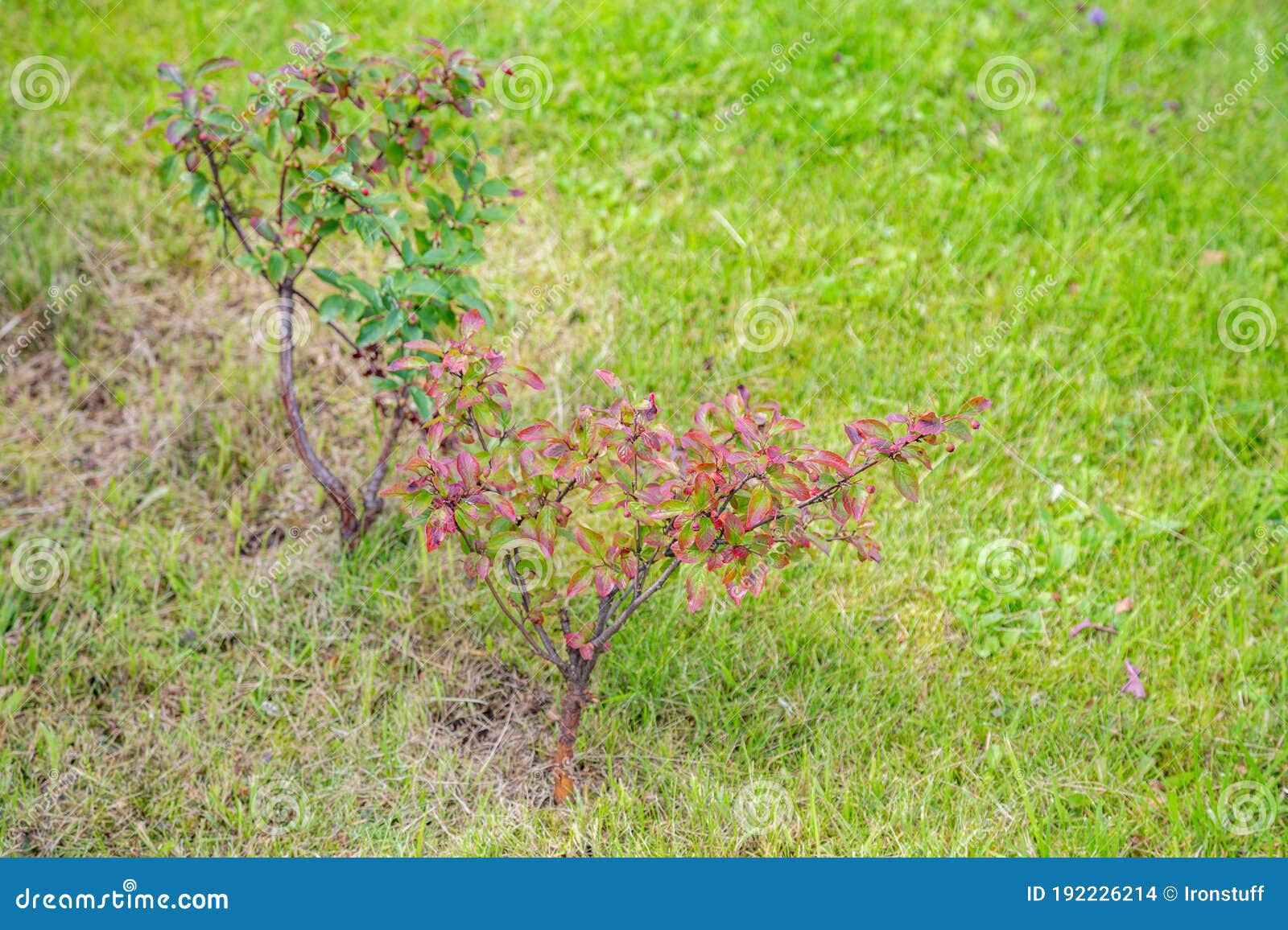A Small Tree Grows in the Backyard Stock Photo - Image of botanical ...