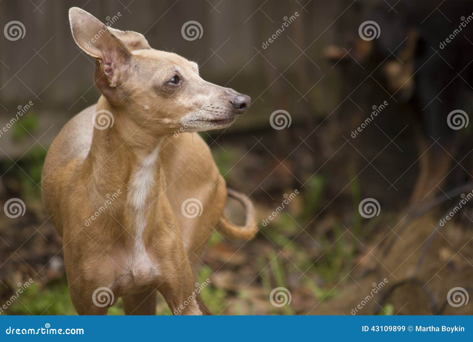 Miniature Greyhound Rescue stock image. Image of fence - 43109899