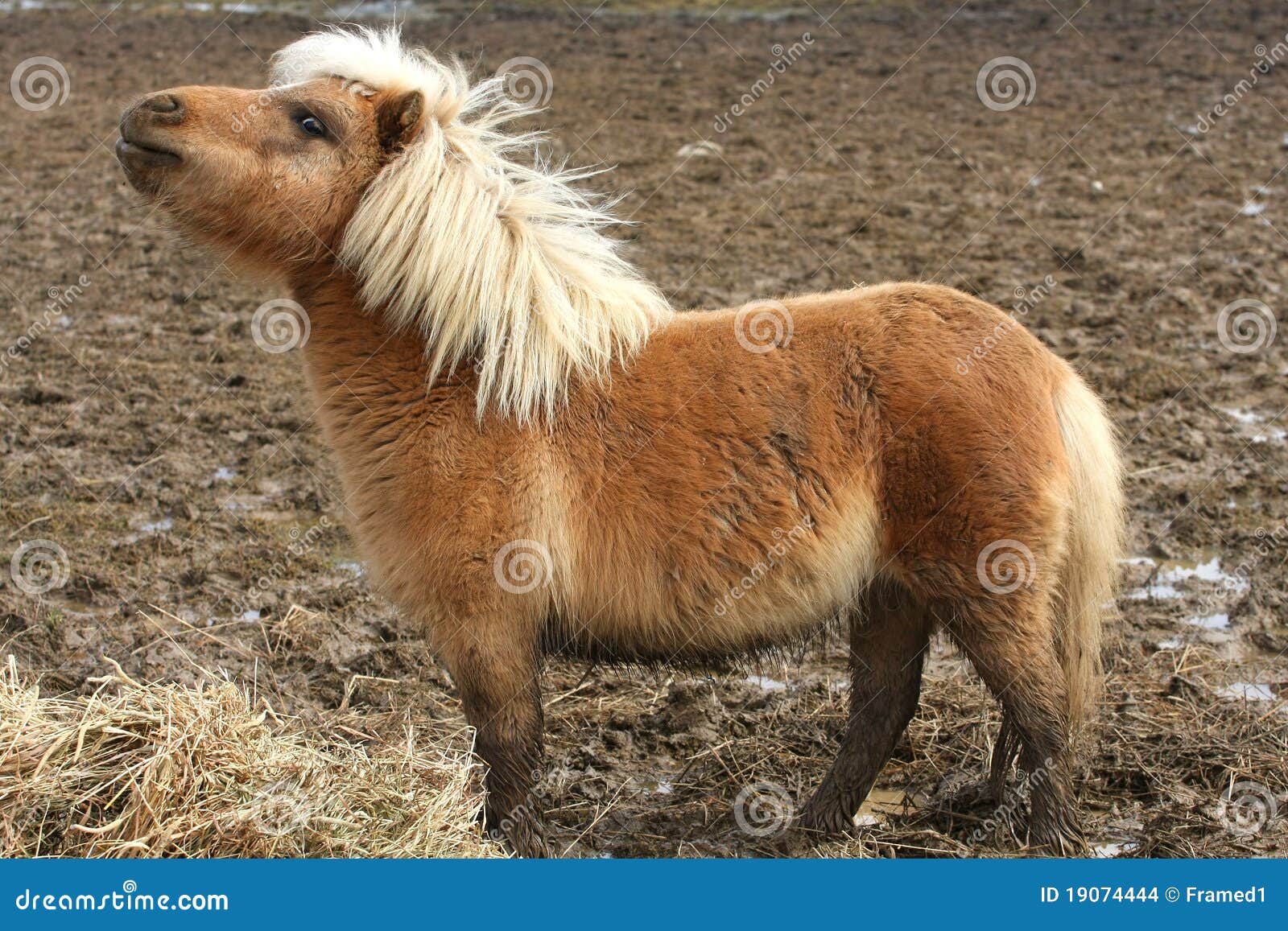 Miniature Horse stock photo. Image of grazing, mane, foal - 19074444