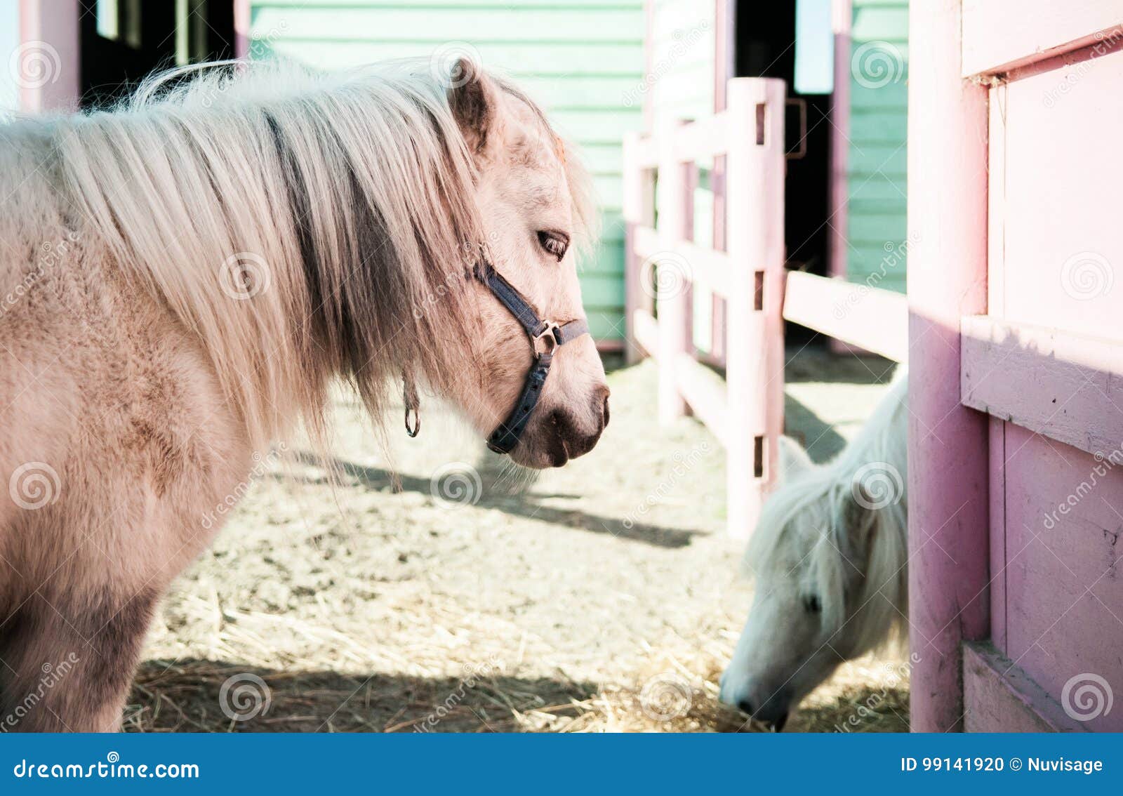 Miniature Horse, Dwarf Horse Stock Photo - Image of pasture, mini: 99141920