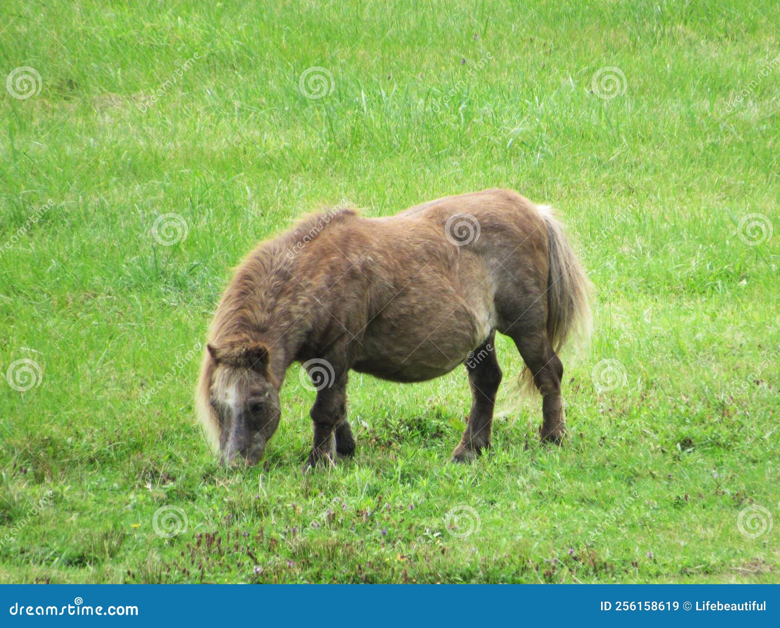 Mini equine stock image. Image of bovine, field, grassland - 256158619