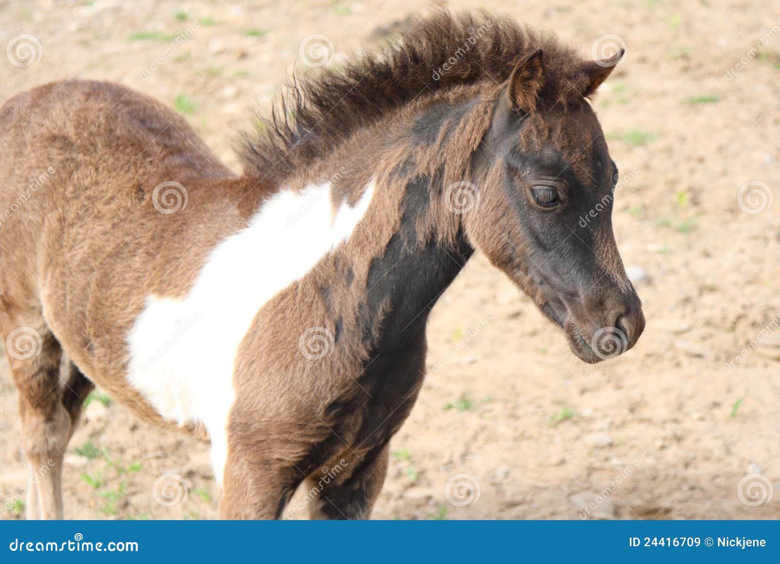 Miniature horse foal stock image. Image of mane, green - 24416709