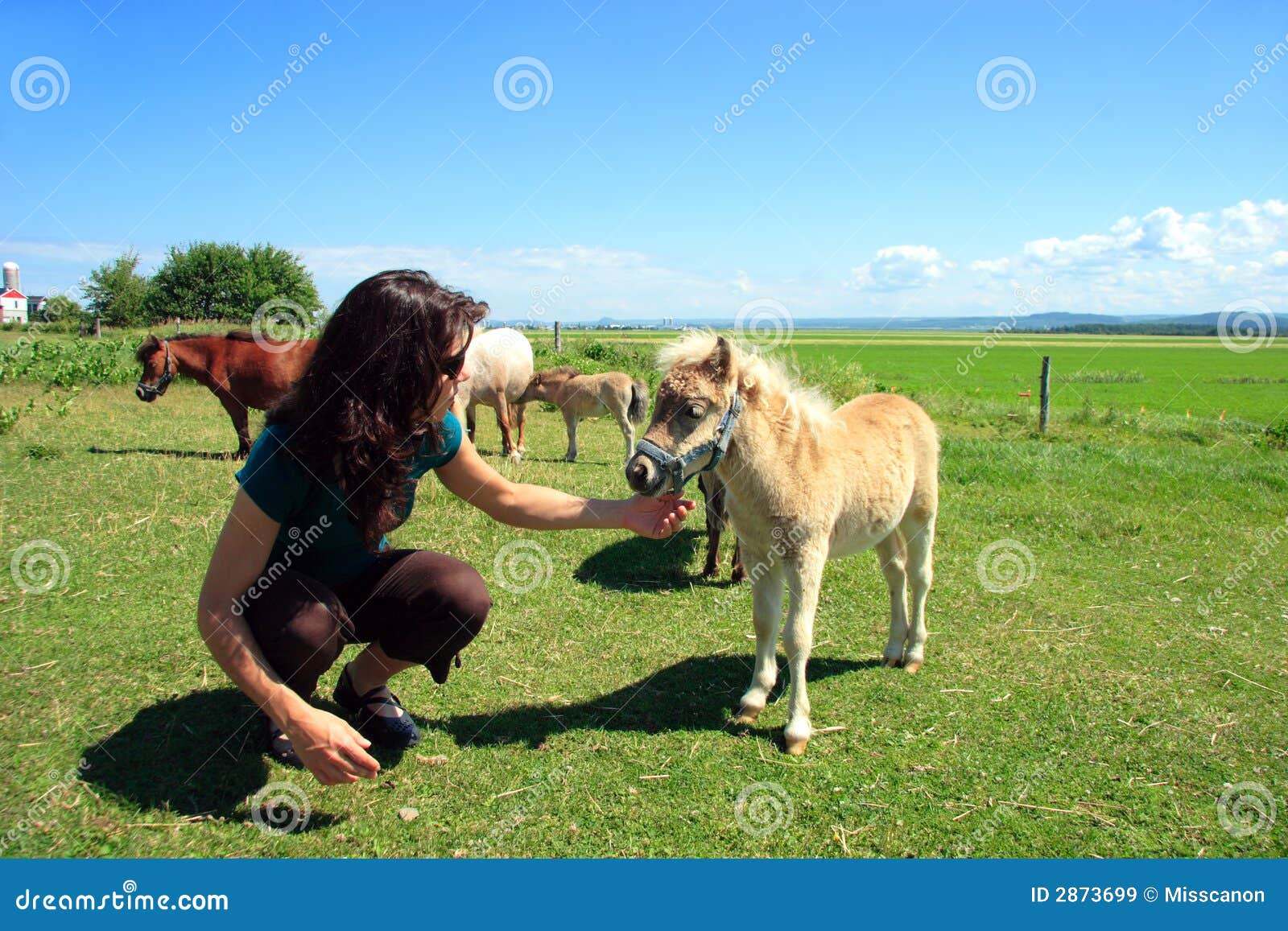 Miniature horse and girl stock image. Image of breeding - 2873699