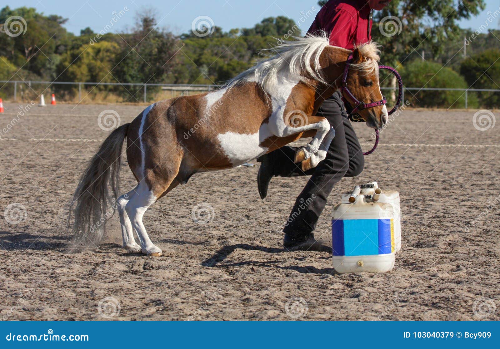 Mini Horse Jumping