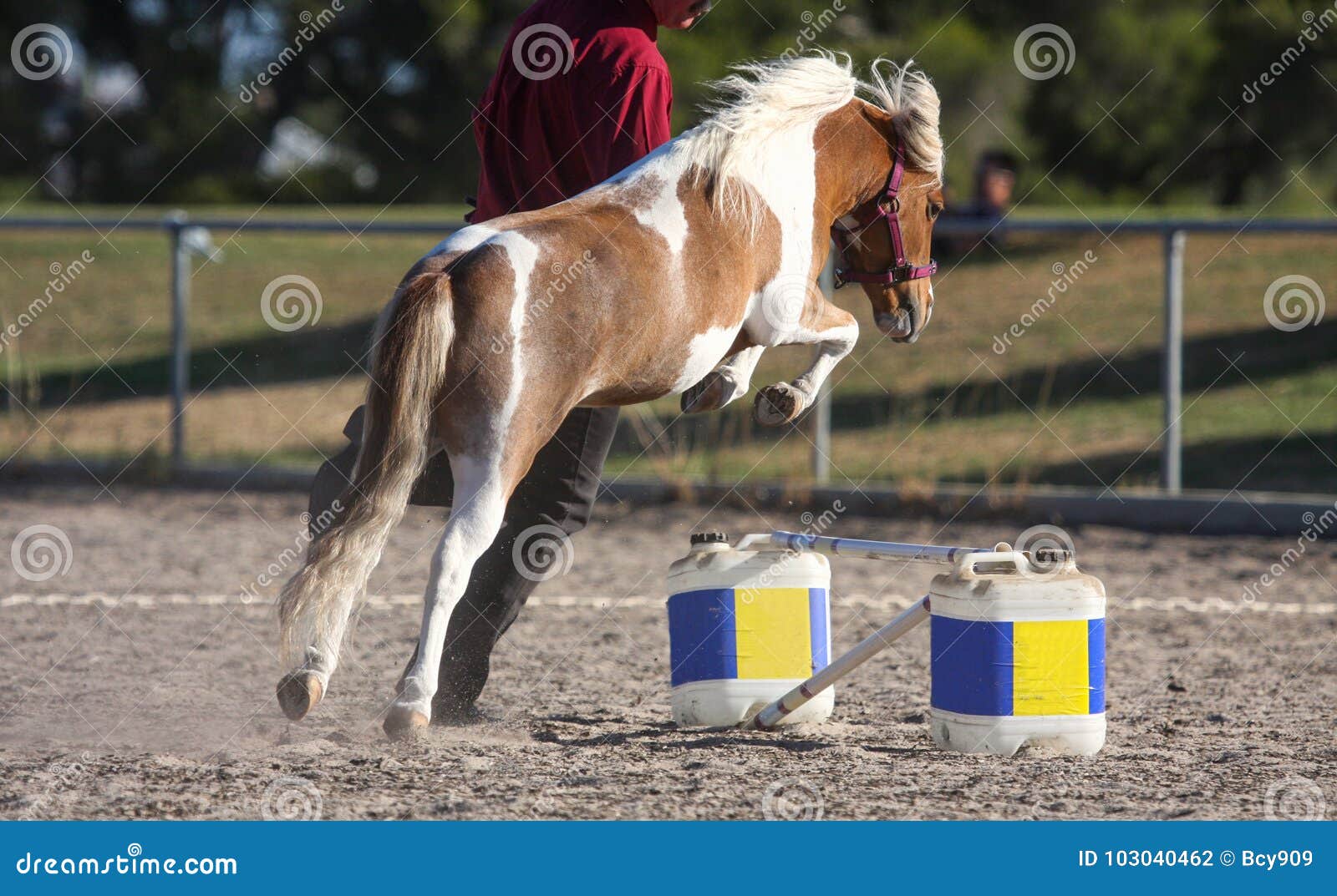 Miniature horse jumping editorial photography. Image of equitation ...