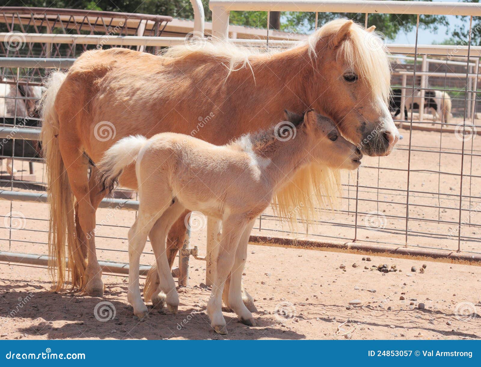 Mini Horse Foal