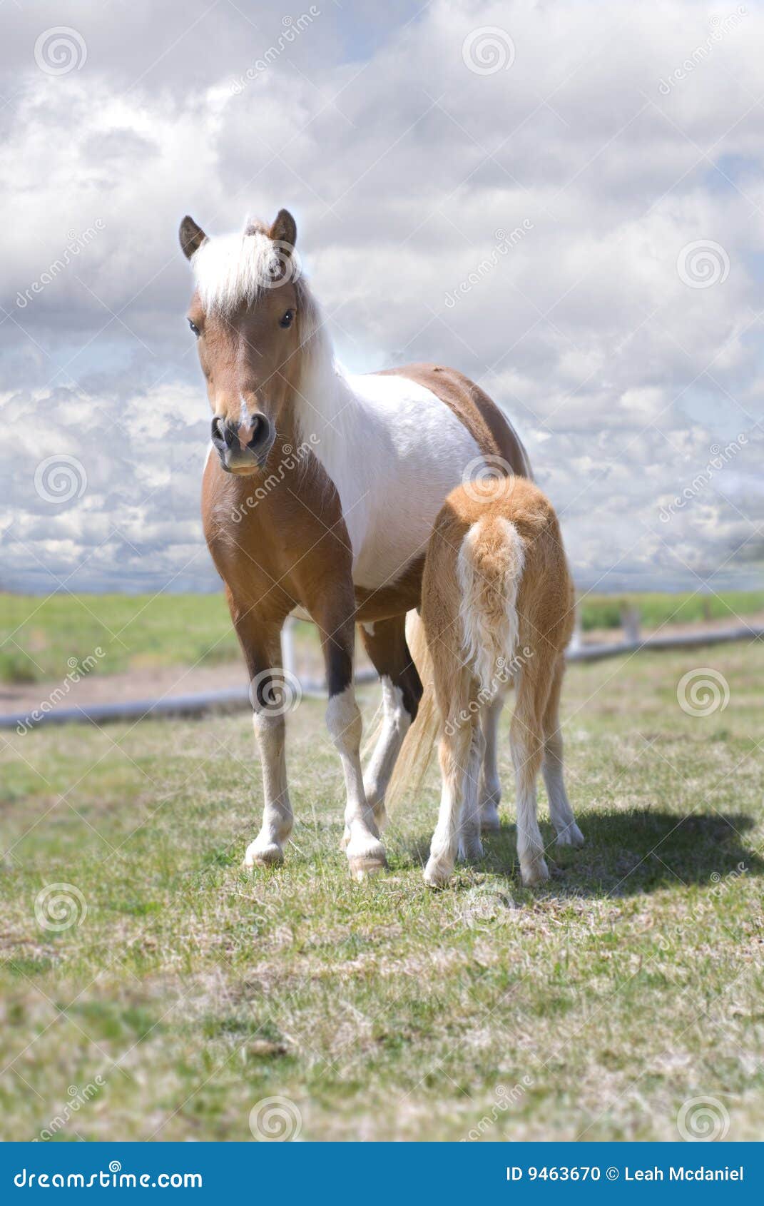 Miniature Horse Or Pony In The Farm. Cute Little Pony Royalty-Free ...