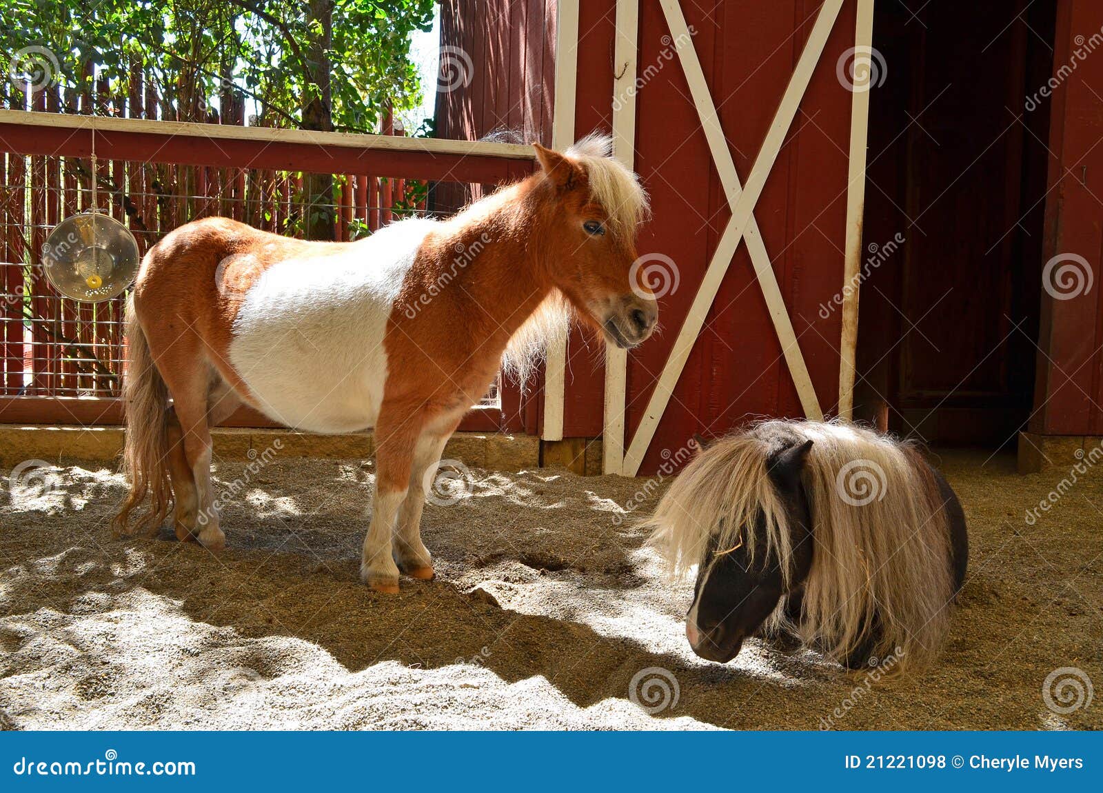 Two Miniature Horses Interacting With Each Other. Stock Photo ...