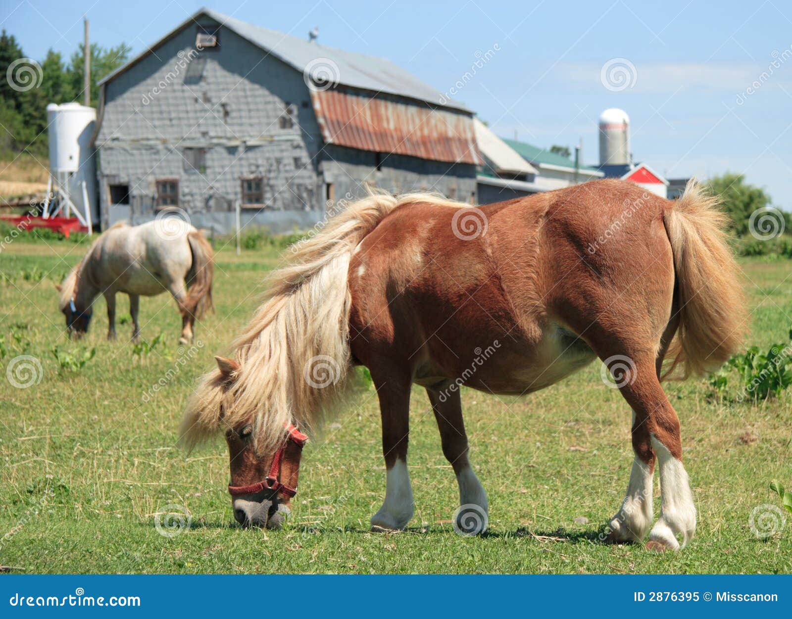 Miniature horses on a farm stock image. Image of equine - 2876395