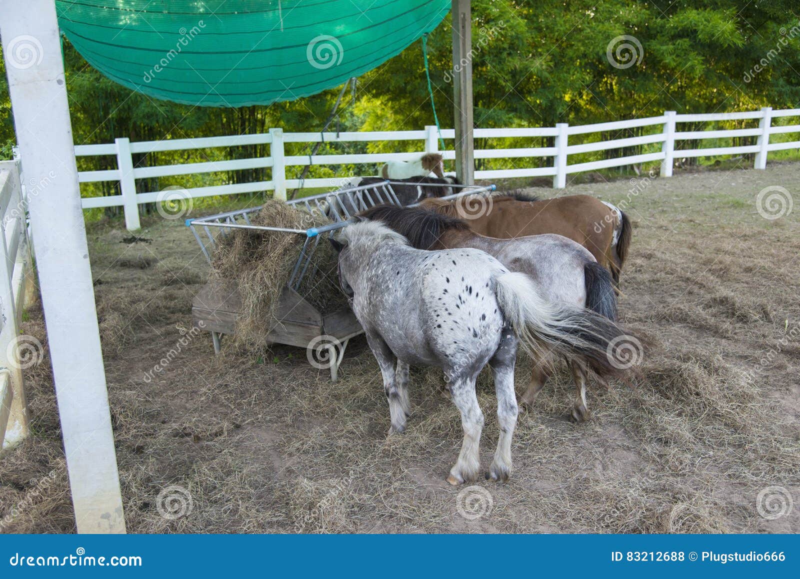 Miniature horses stock photo. Image of miniature, horses - 83212688