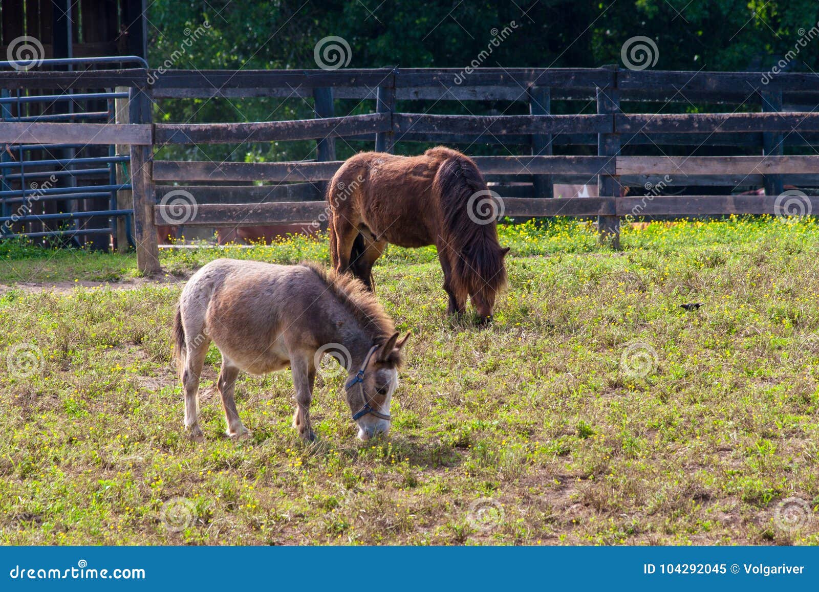 Miniature Horses at Farm Land Stock Image - Image of gated, grazing ...