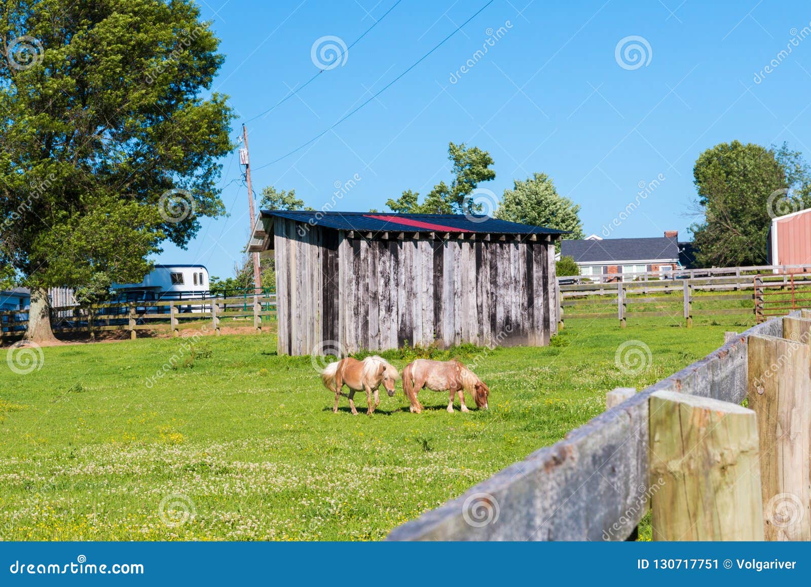 Miniature Horses at Farm Land Stock Image - Image of gated, grazing ...