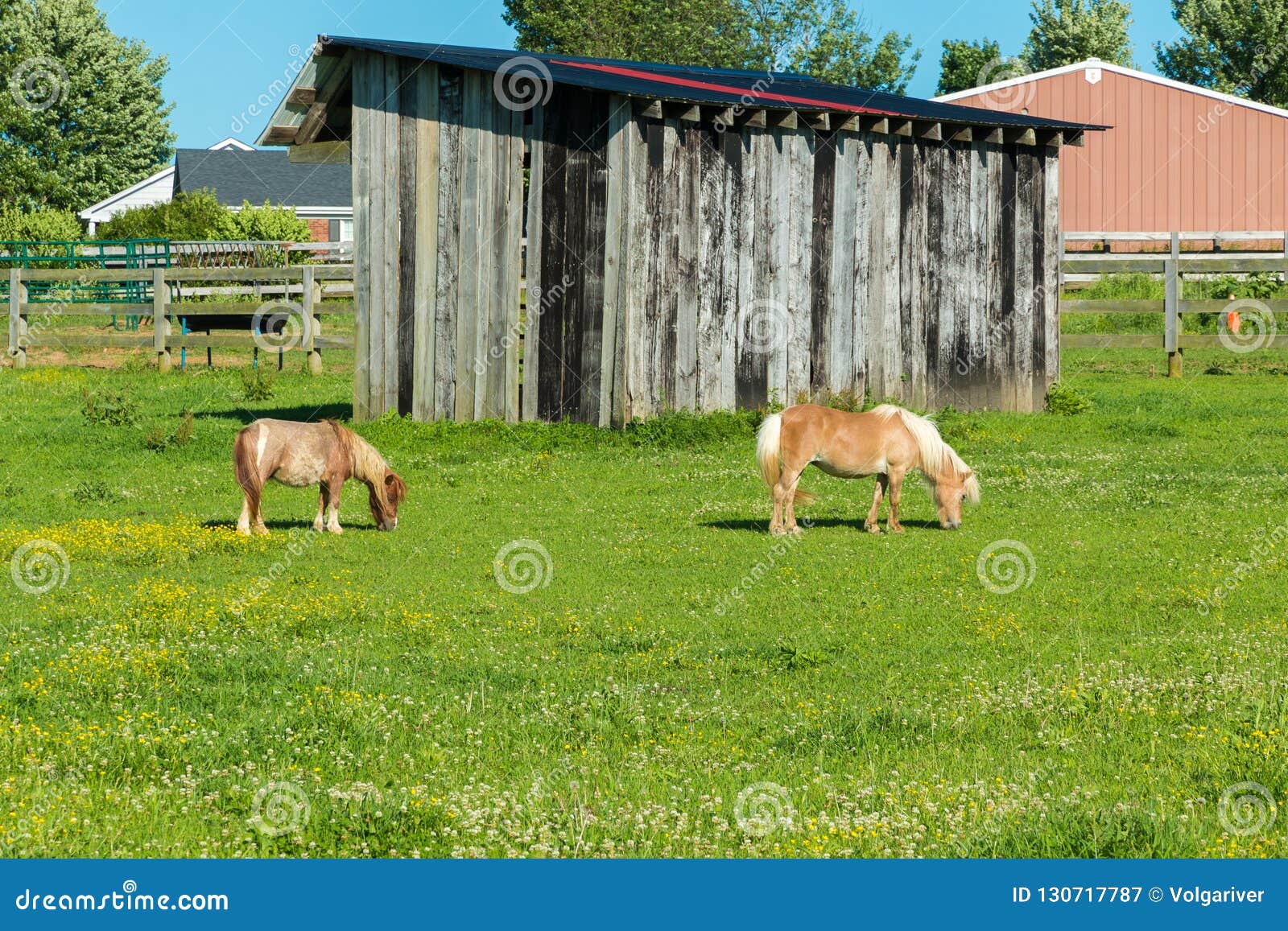 Miniature Horses at Farm Land Stock Image - Image of gate, nature ...