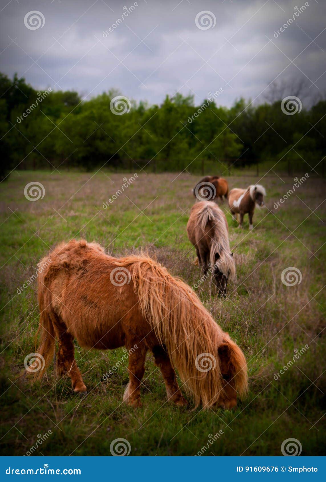 Two Miniature Horses Interacting With Each Other. Stock Photo ...