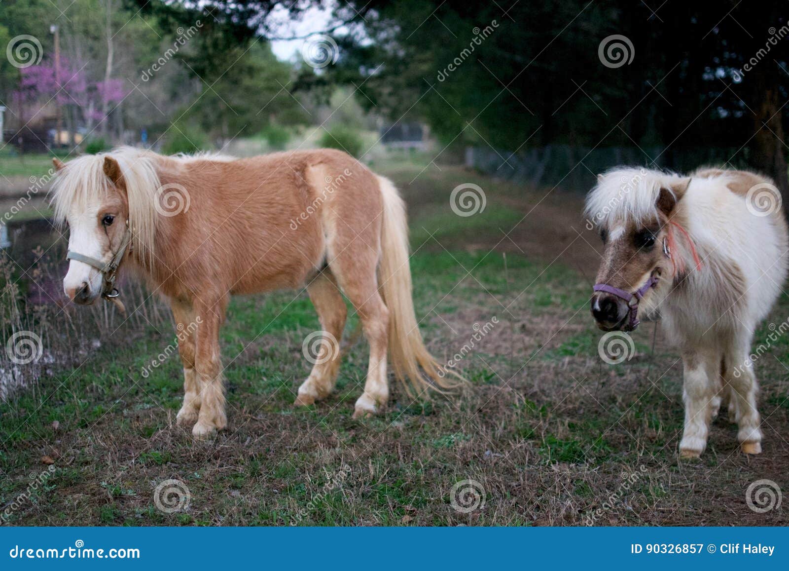 Two Miniature Horses Interacting With Each Other. Stock Photo ...