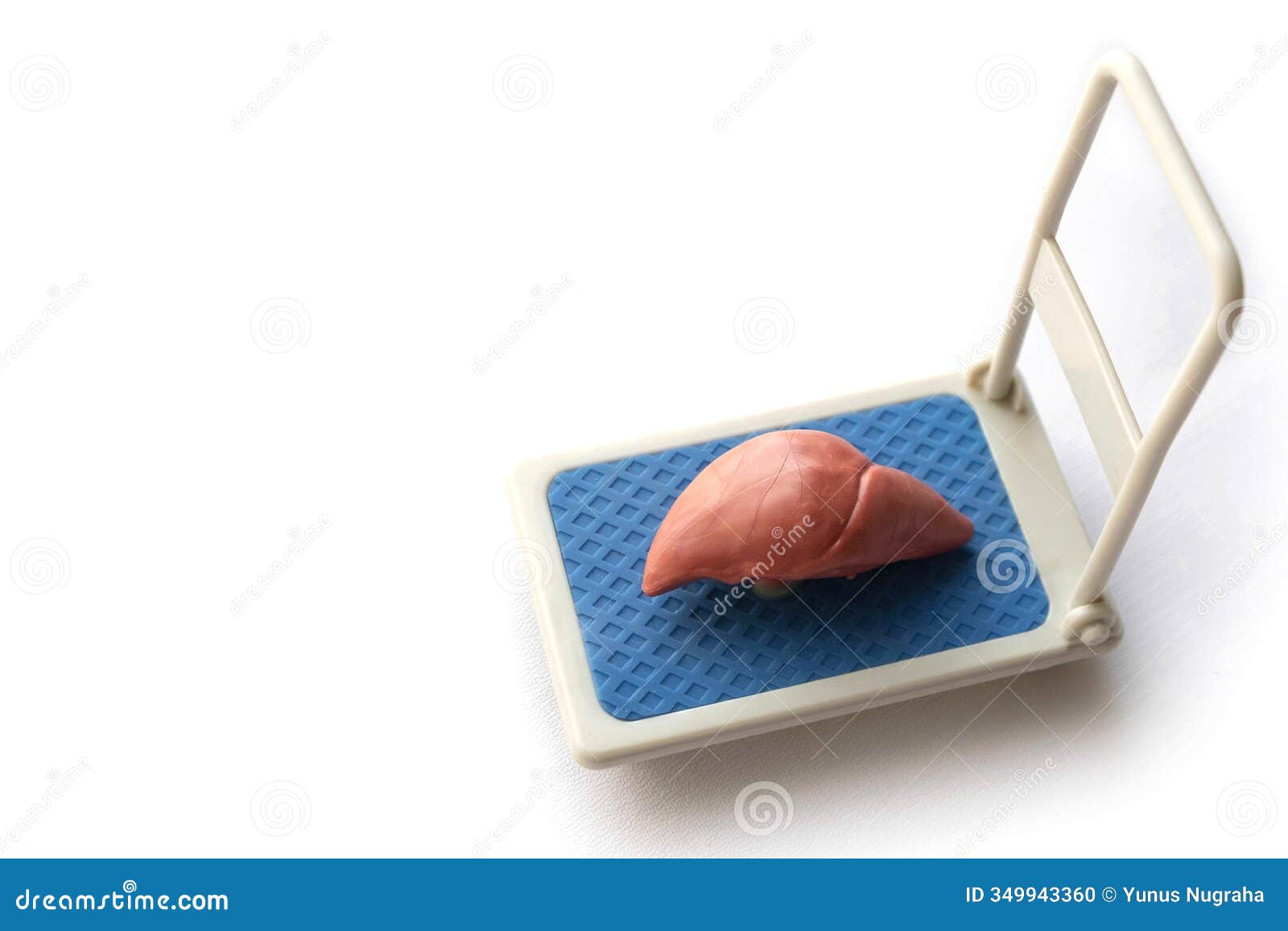 Miniature Human Liver on a Trolley Stock Photo - Image of liver, donor ...