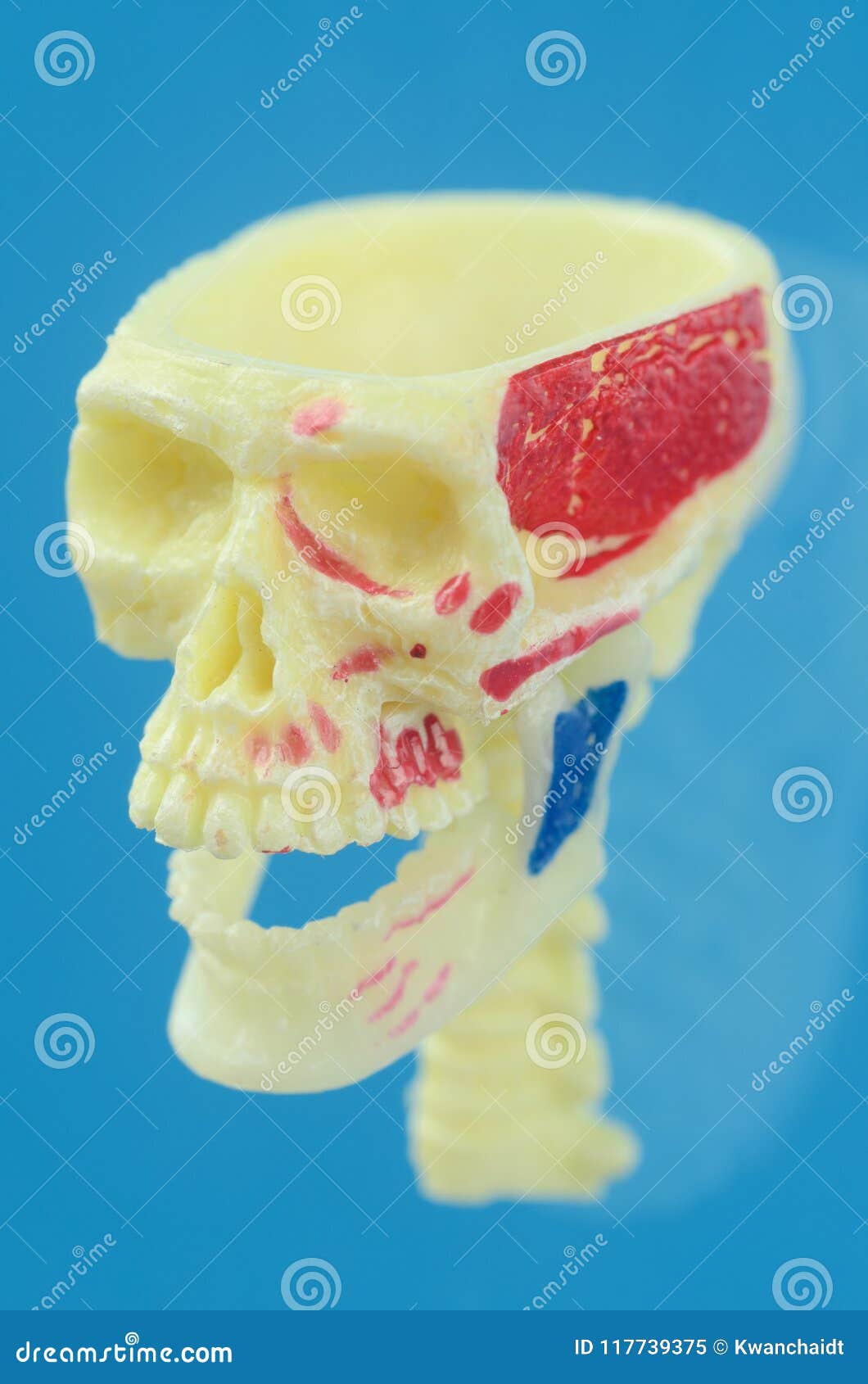 Miniature human skeleton stock image. Image of spine - 117739375