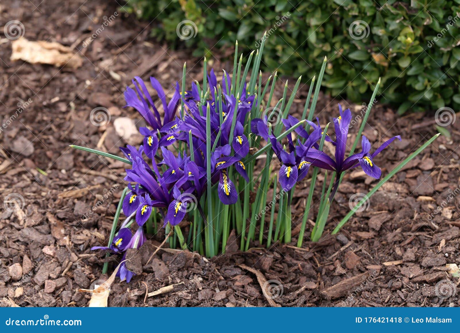 Miniature Iris Bloomed in the Garden in March Stock Photo - Image of ...
