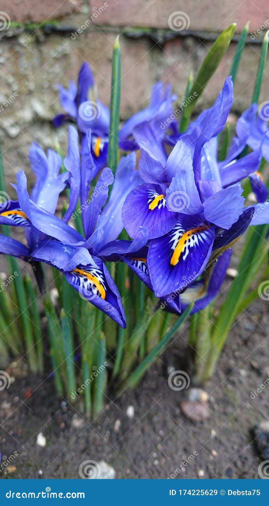 Miniature Iris in the Garden Stock Image - Image of garden, blue: 174225629