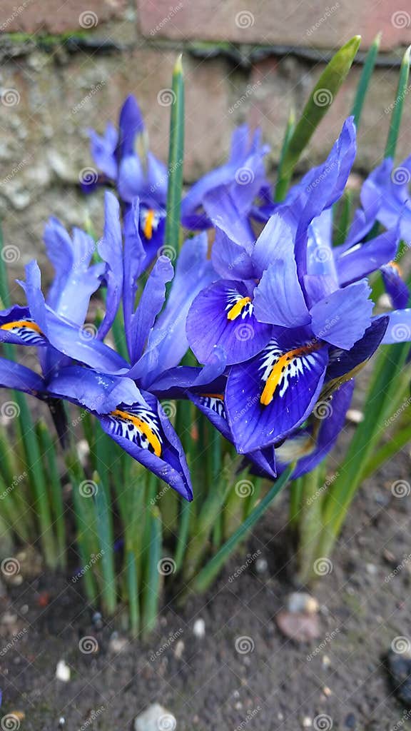 Miniature Iris in the Garden Stock Image - Image of garden, blue: 174225629
