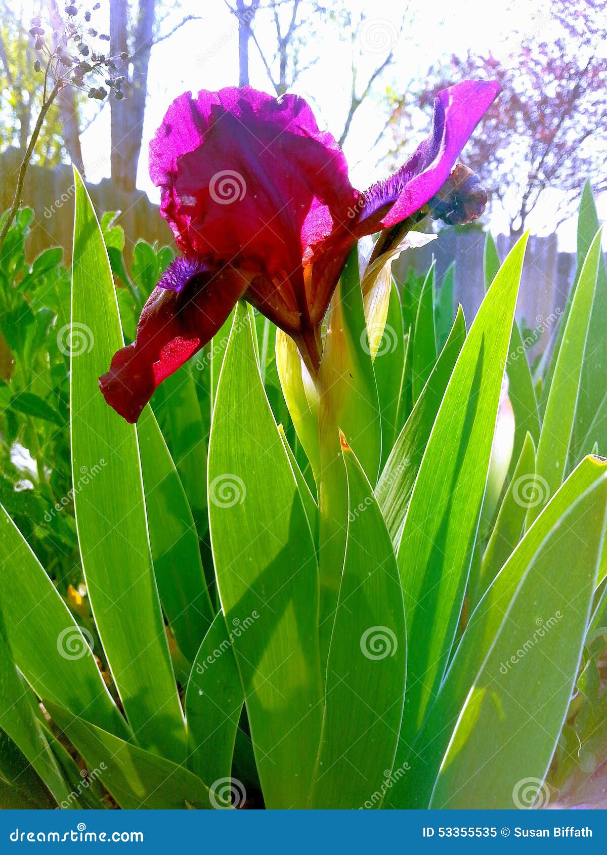 Miniature iris stock image. Image of miniature, attract - 53355535