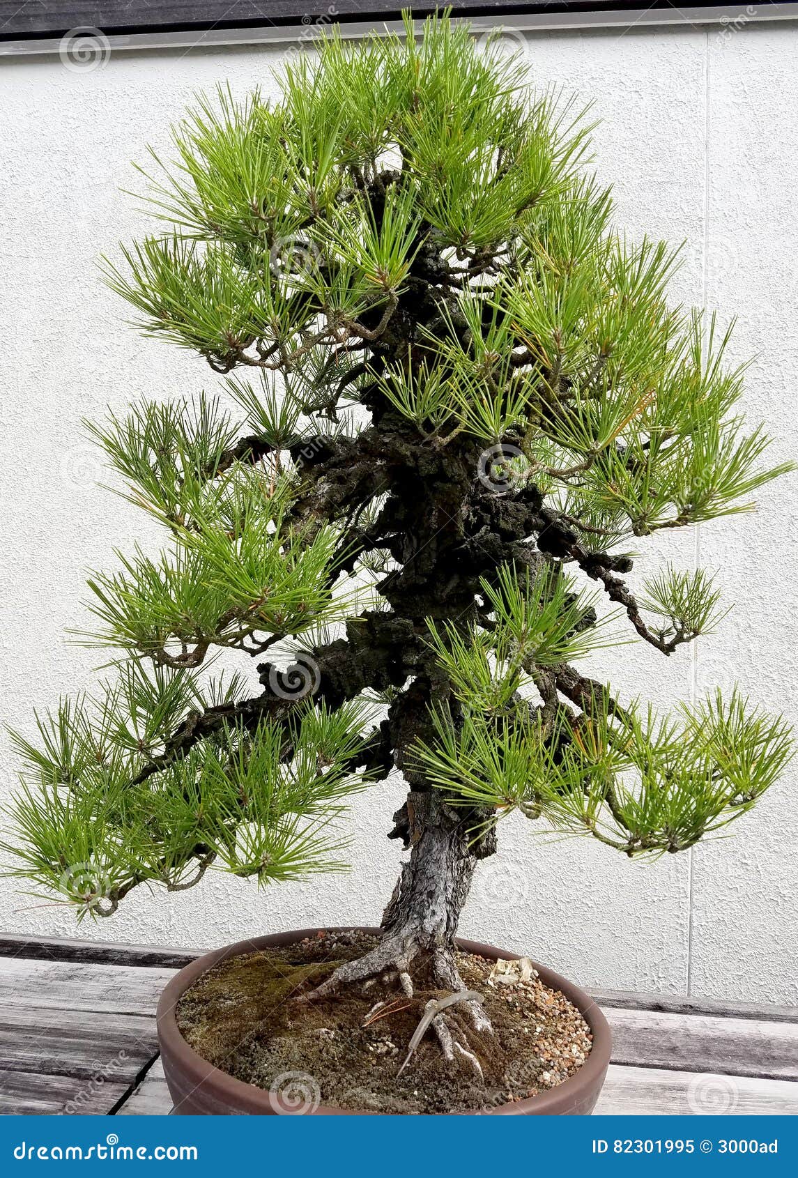 Miniature Juniper Bonsai stock image. Image of isolated - 82301995