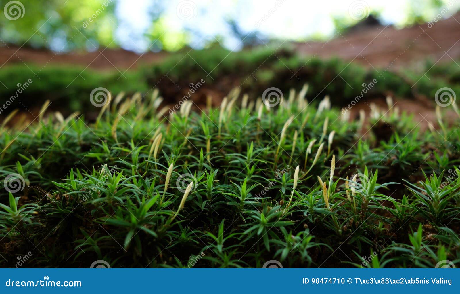 Miniature moss background stock photo. Image of flora - 90474710