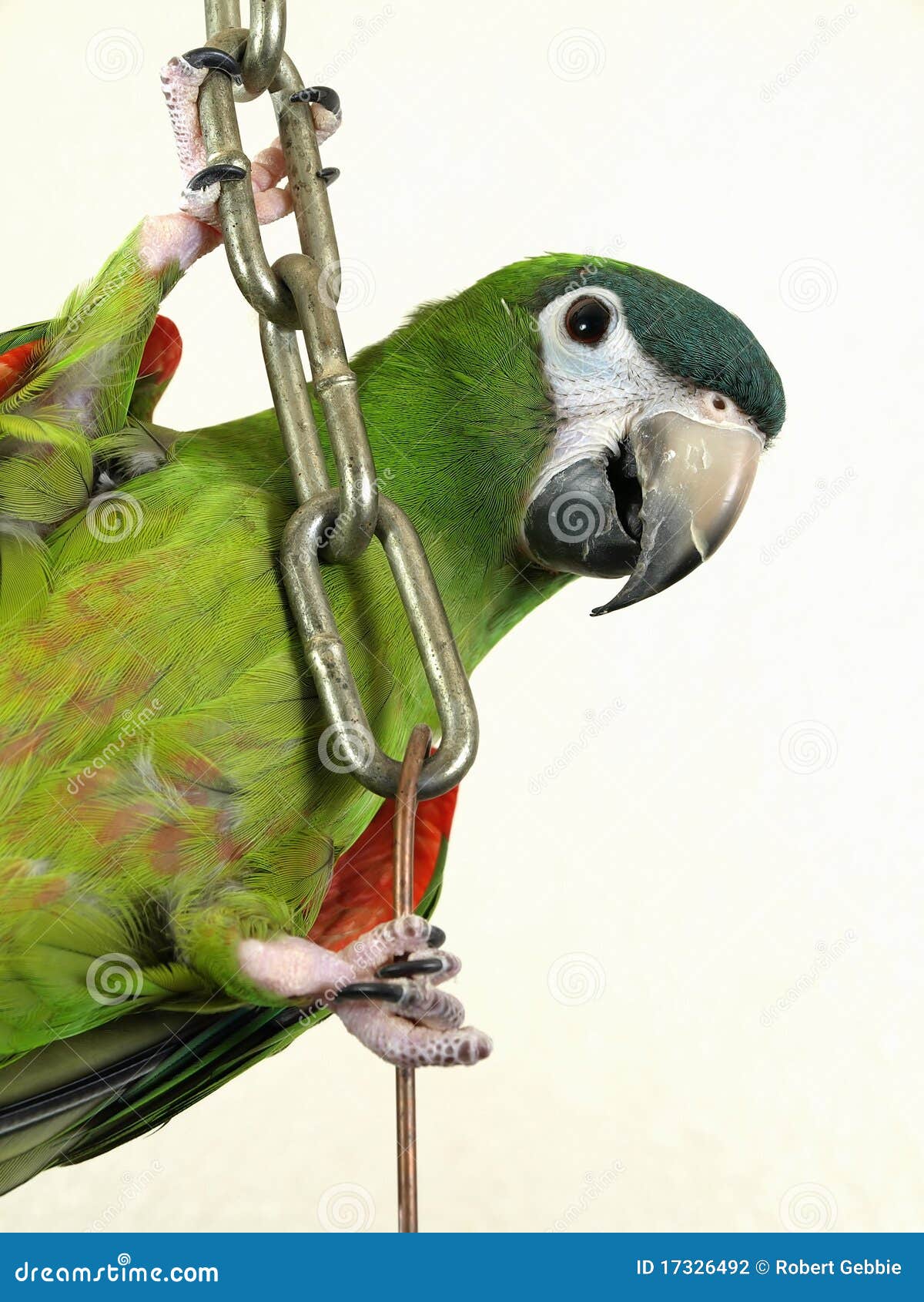 Miniature Noble Macaw stock photo. Image of white, birdie - 17326492