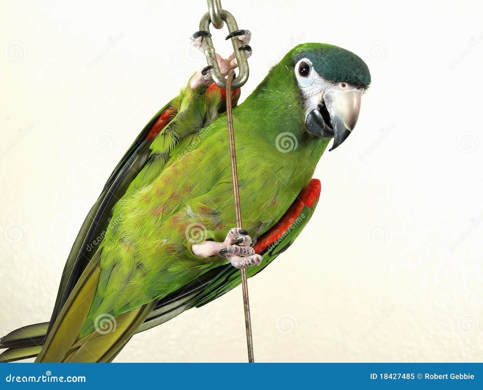 Miniature Noble Macaw stock image. Image of parrot, green - 18427485