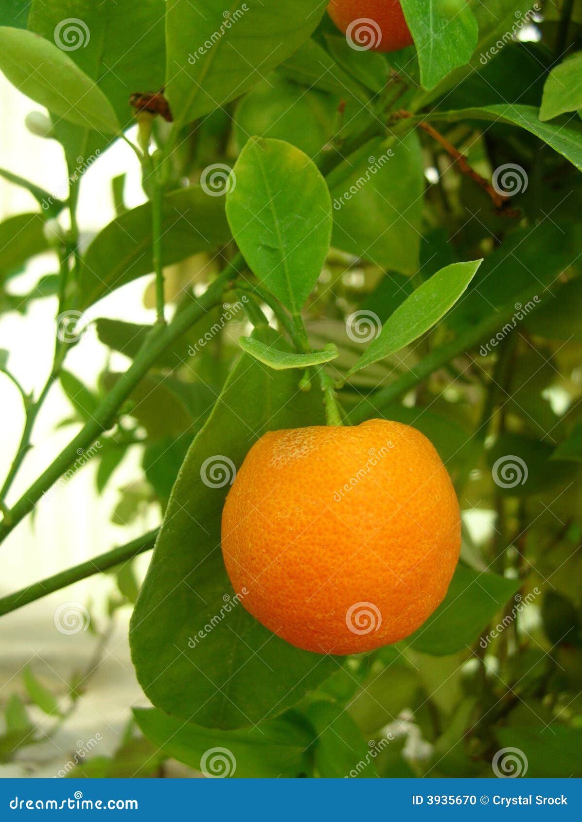 Miniature Orange stock photo. Image of miniature, purity - 3935670