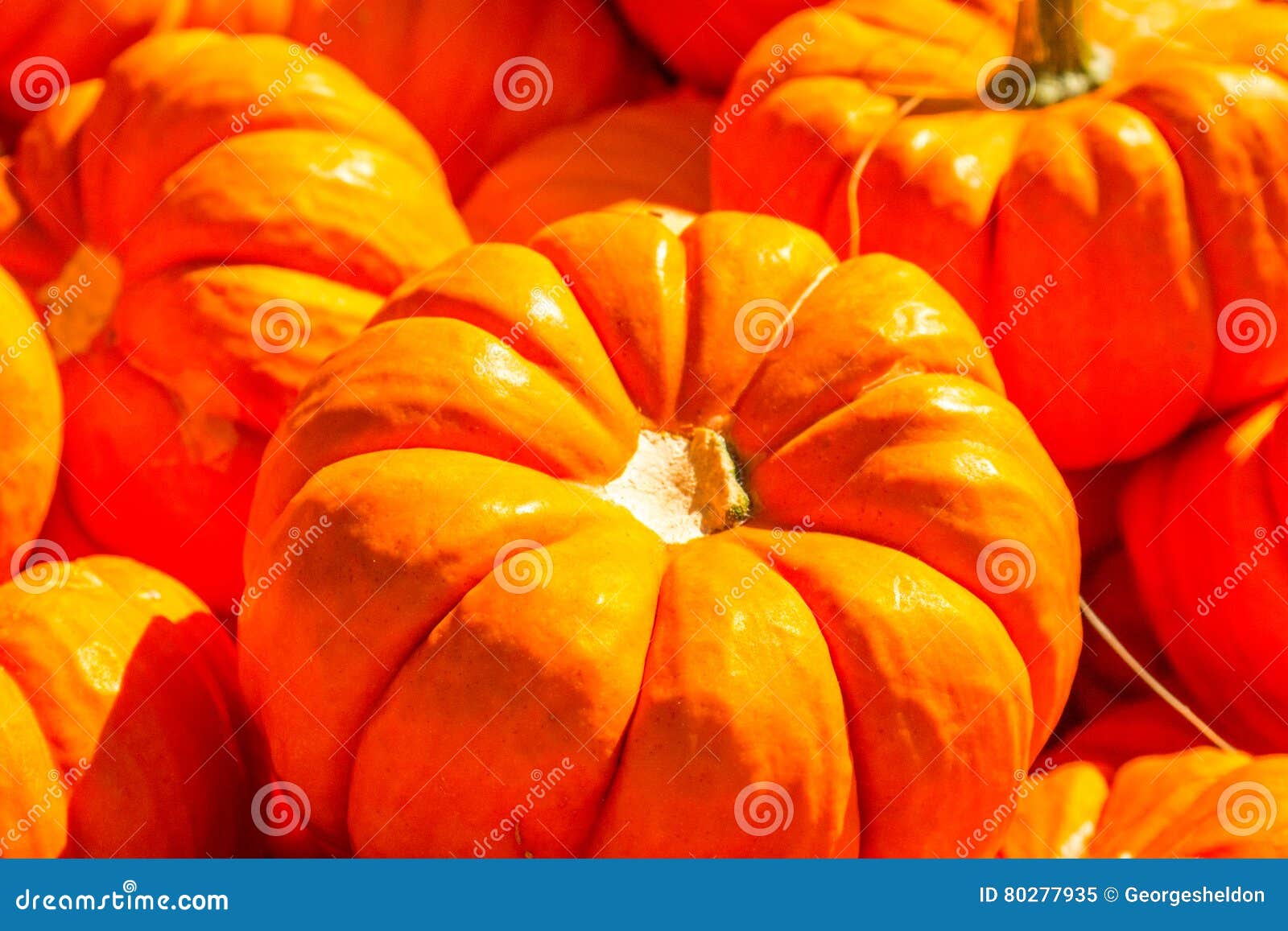 Miniature Orange Pumpkins stock image. Image of halloween - 80277935