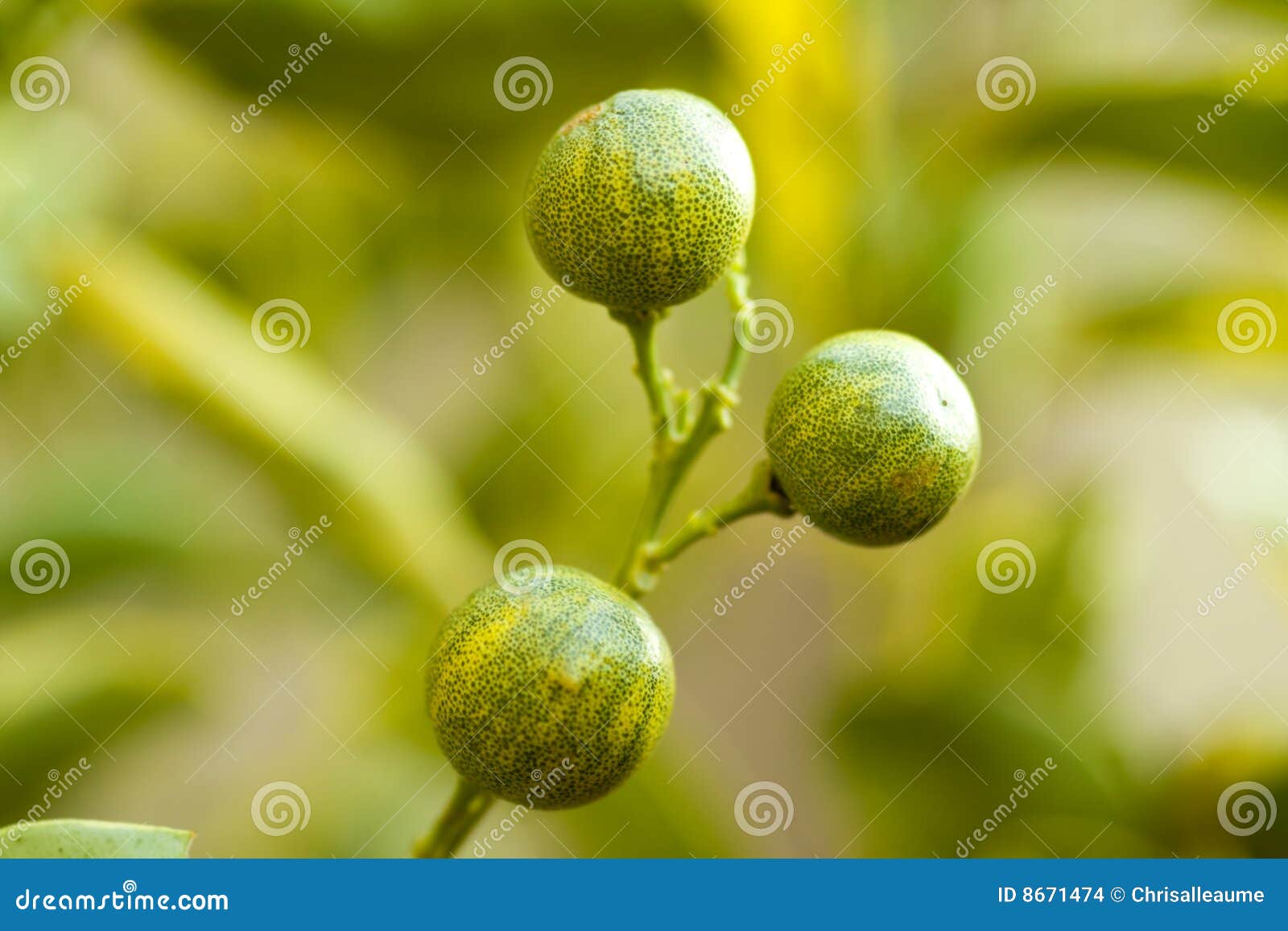 Miniature Oranges stock photo. Image of branch, health - 8671474