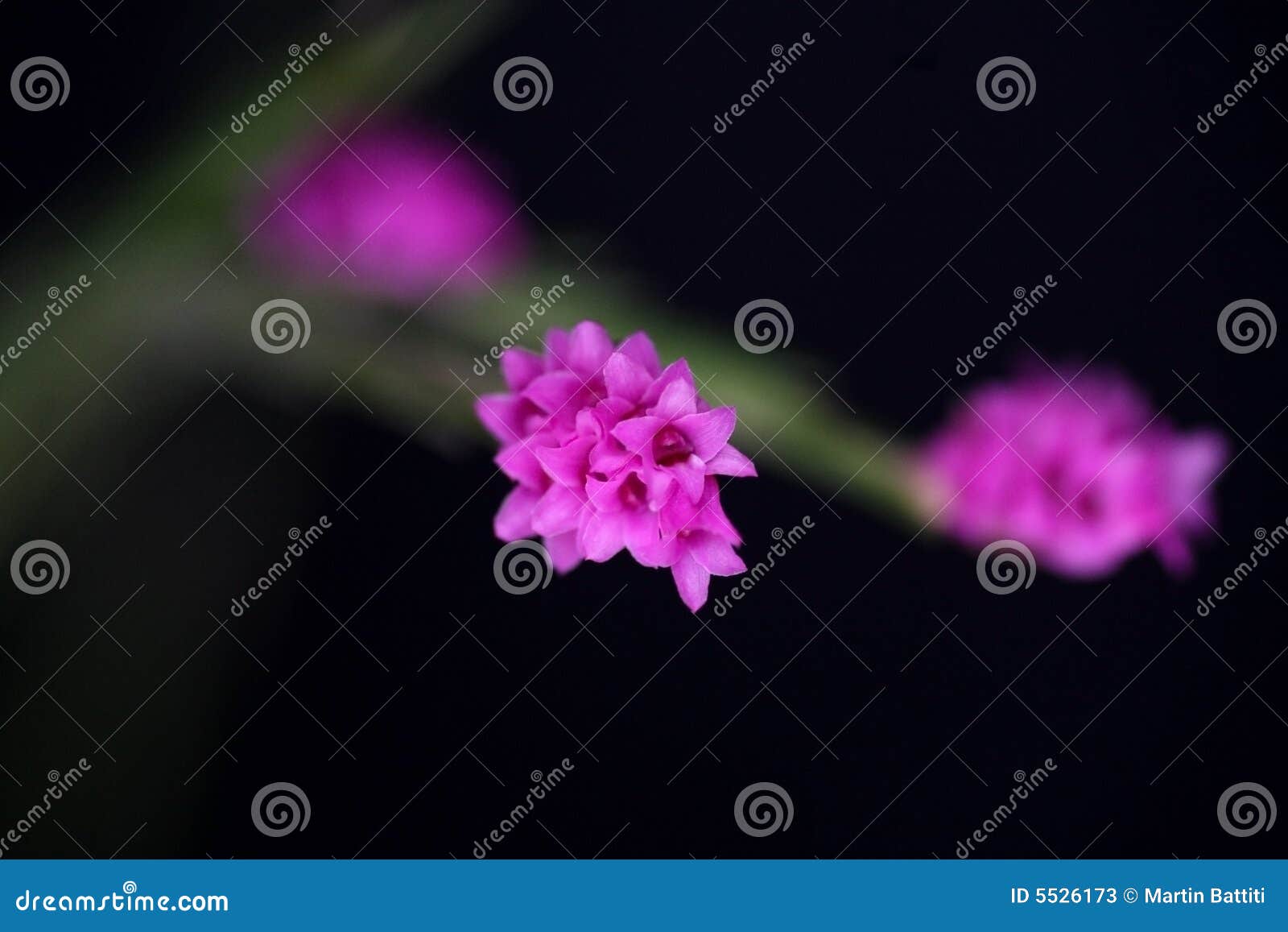 Miniature orchid stock image. Image of amazing, embellishment - 5526173