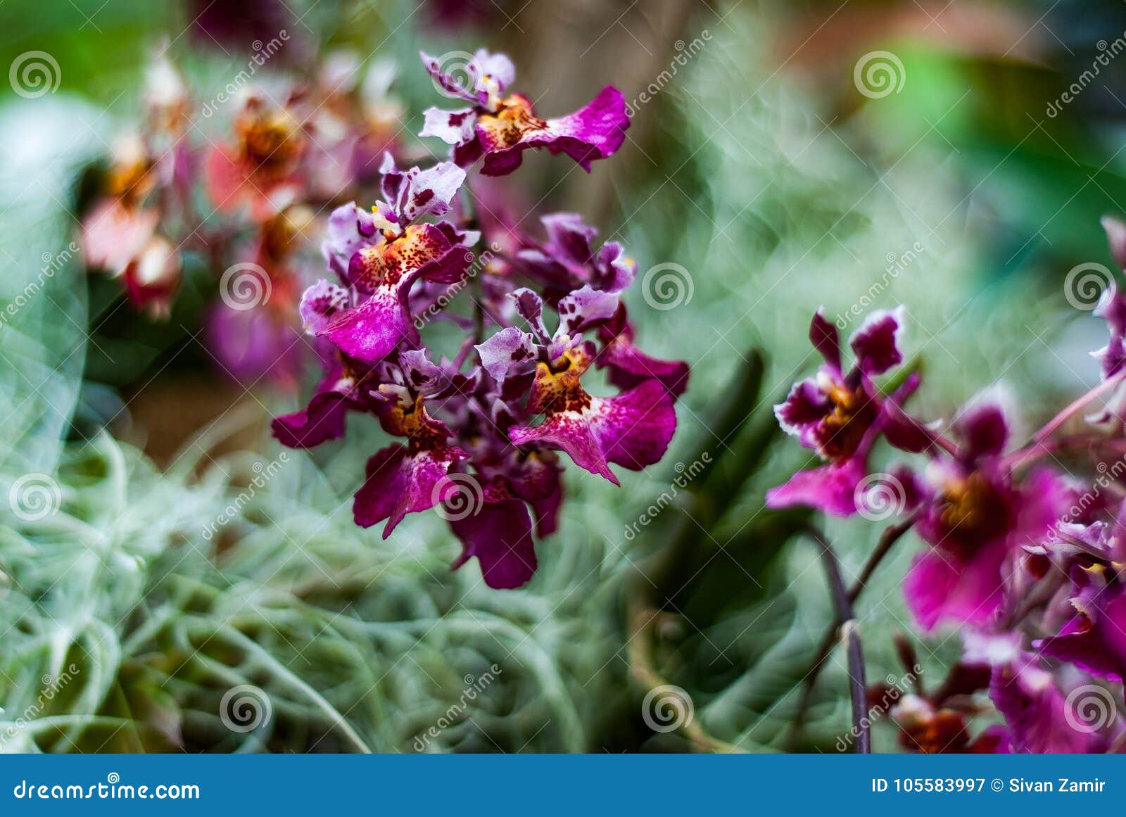 Purple miniature orchid stock image. Image of color - 105583997