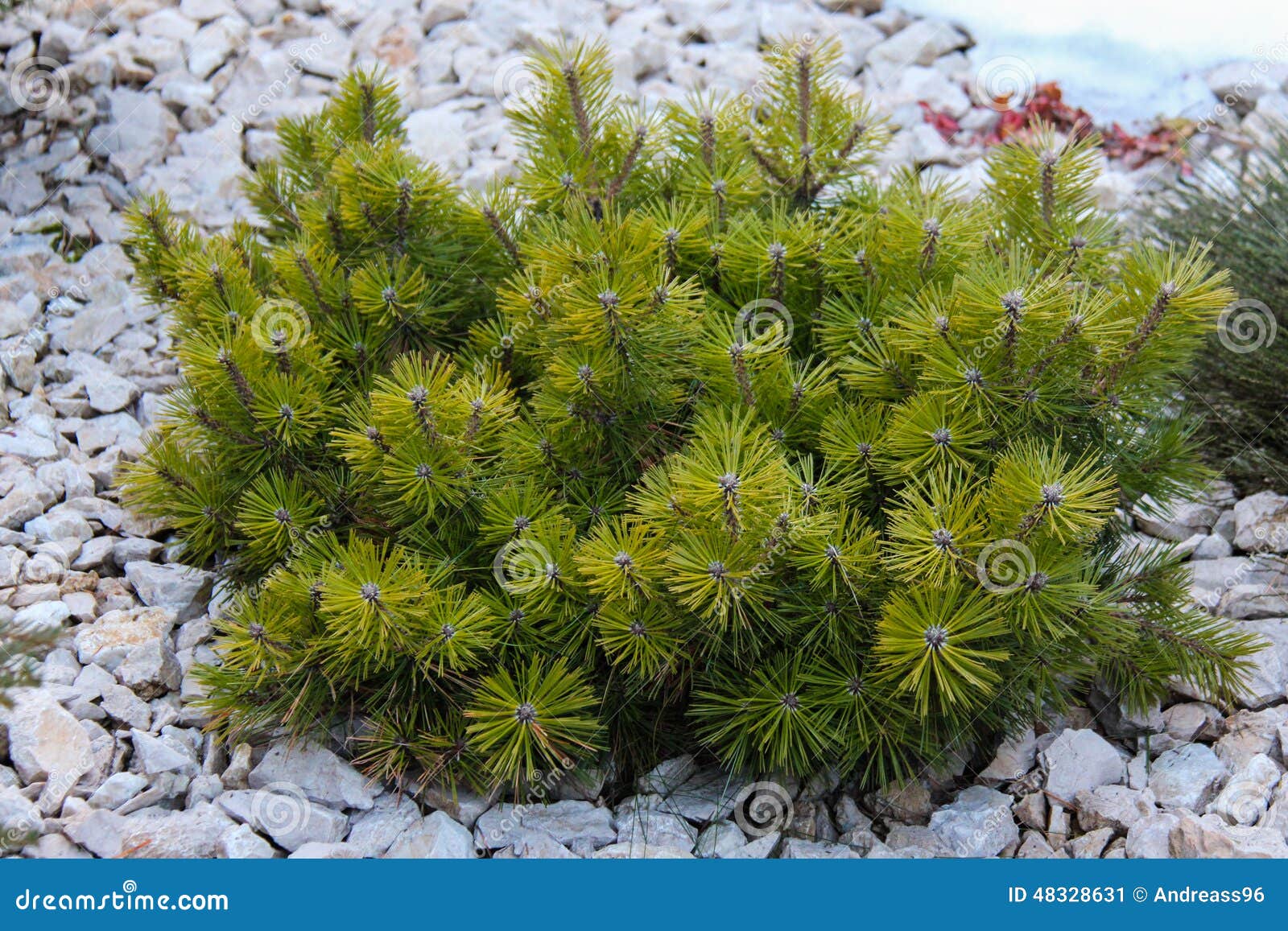 Miniature Ornamental Pine Tree Stock Image - Image of tree, pine: 48328631