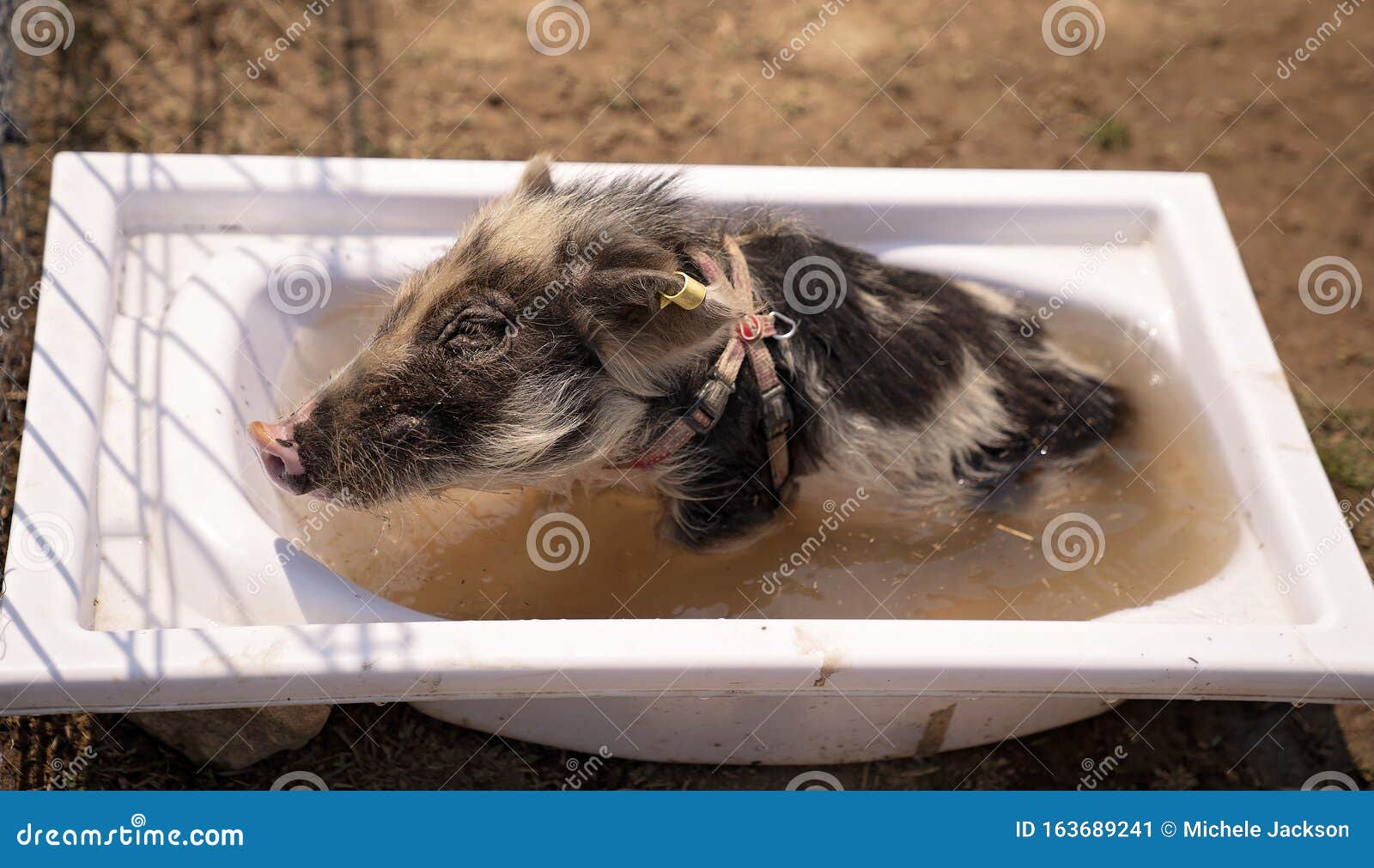 Mini Pig in a Bathtub stock image. Image of minimum - 163689241