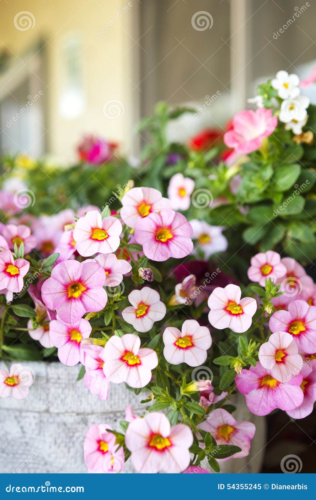 Miniature Petunias stock image. Image of flowers, beauty - 54355245