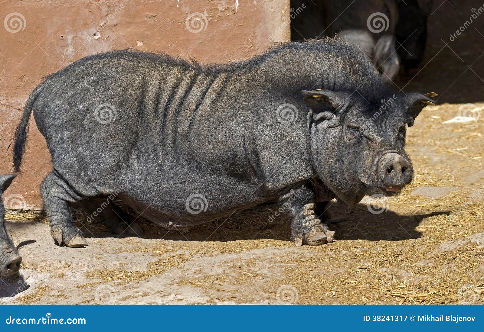 Miniature pig 2 stock image. Image of bristle, gorge - 38241317