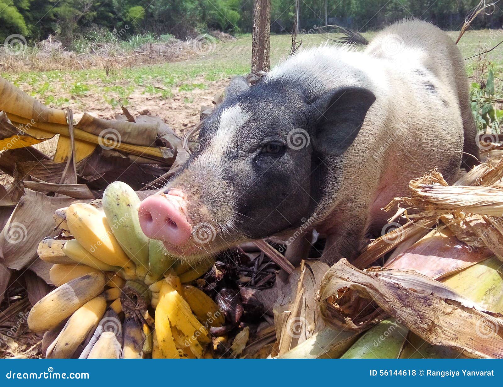Miniature pig stock photo. Image of banana, piglet, farm - 56144618