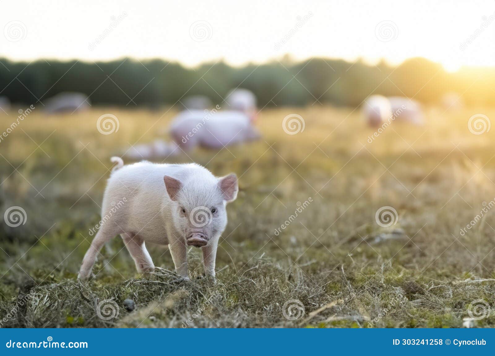 Miniature pig in farm stock photo. Image of walking - 303241258
