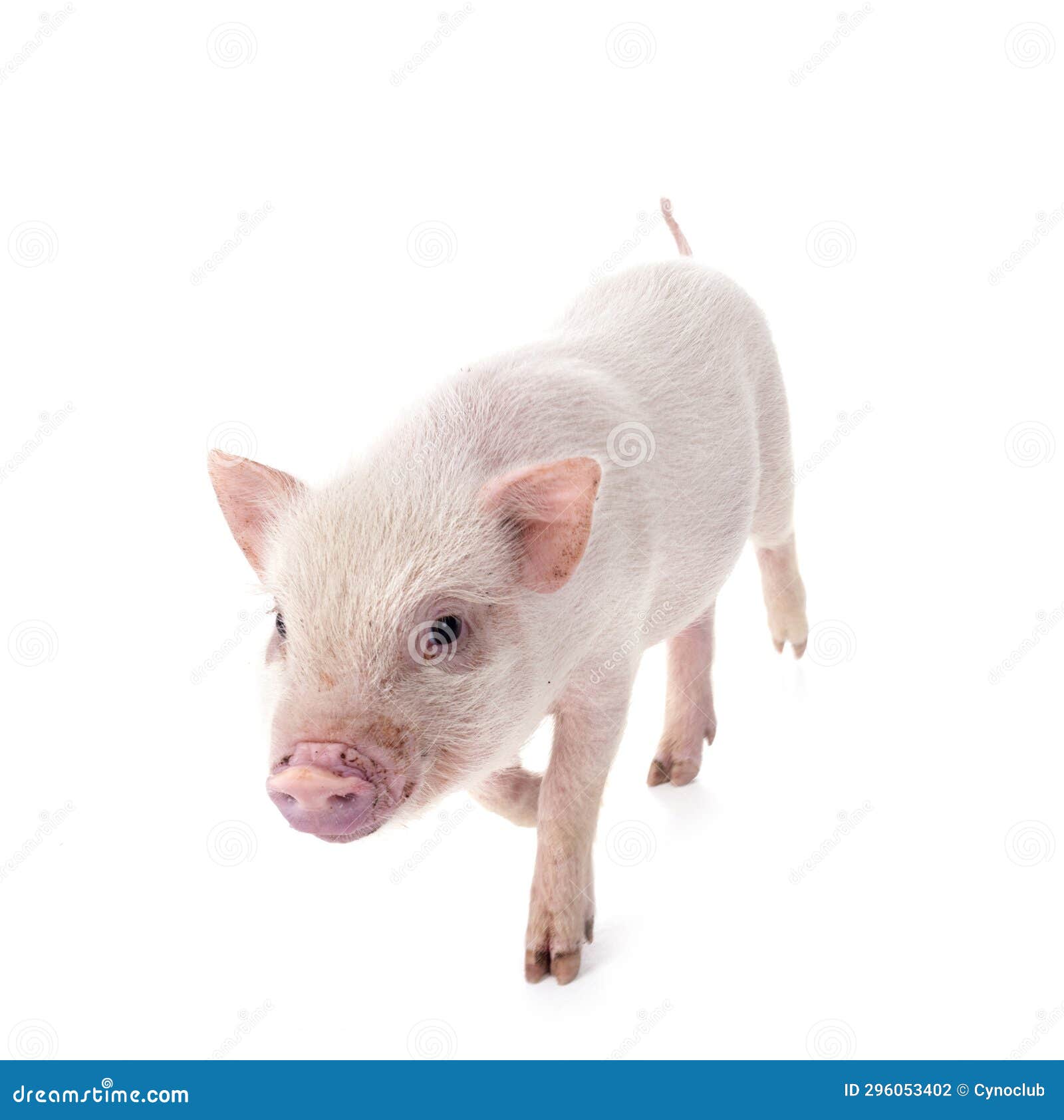 Miniature pig in studio stock photo. Image of gottinger - 296053402