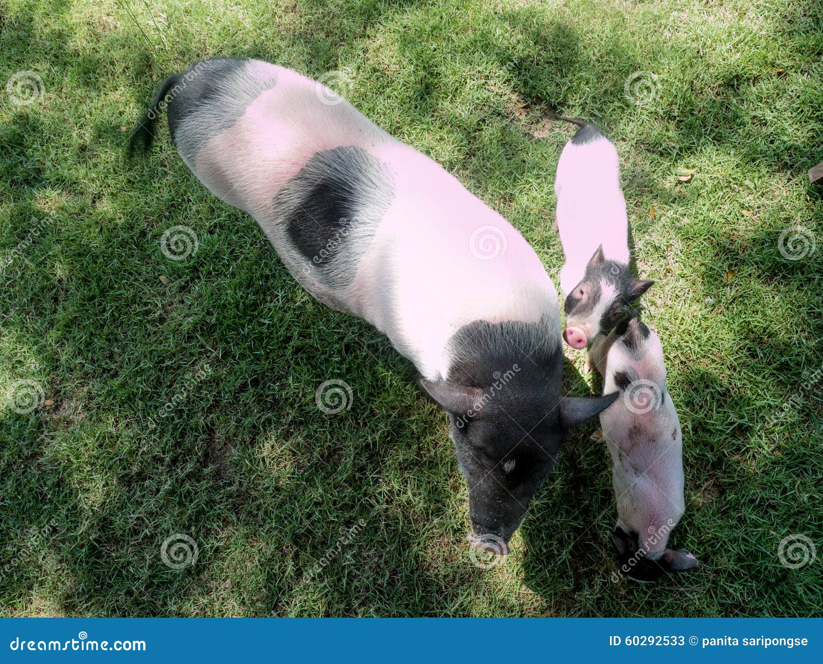 Miniature pigs stock image. Image of face, omnivore, closeup - 60292533
