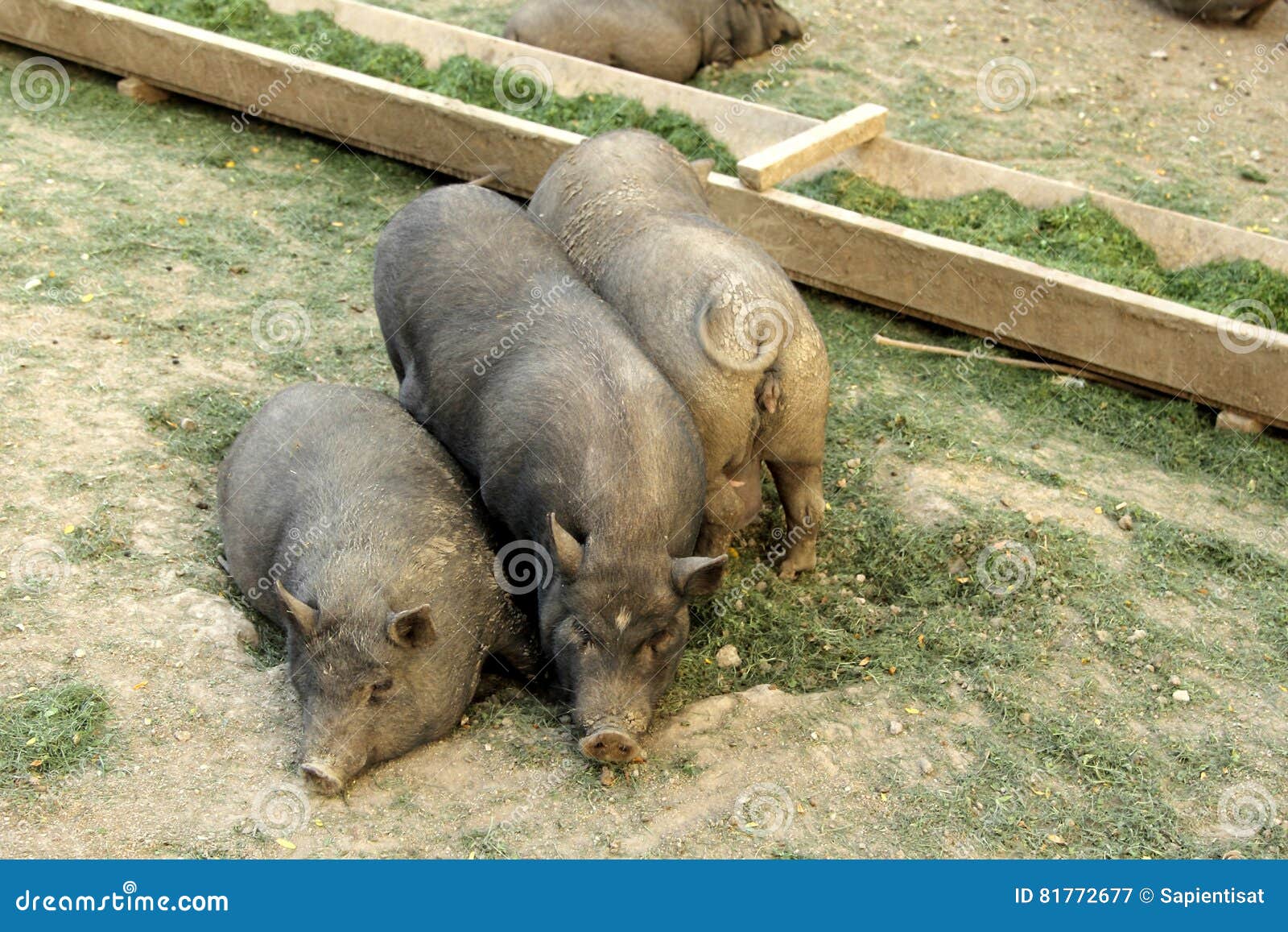 Miniature pigs stock image. Image of close, animal, domestic - 81772677